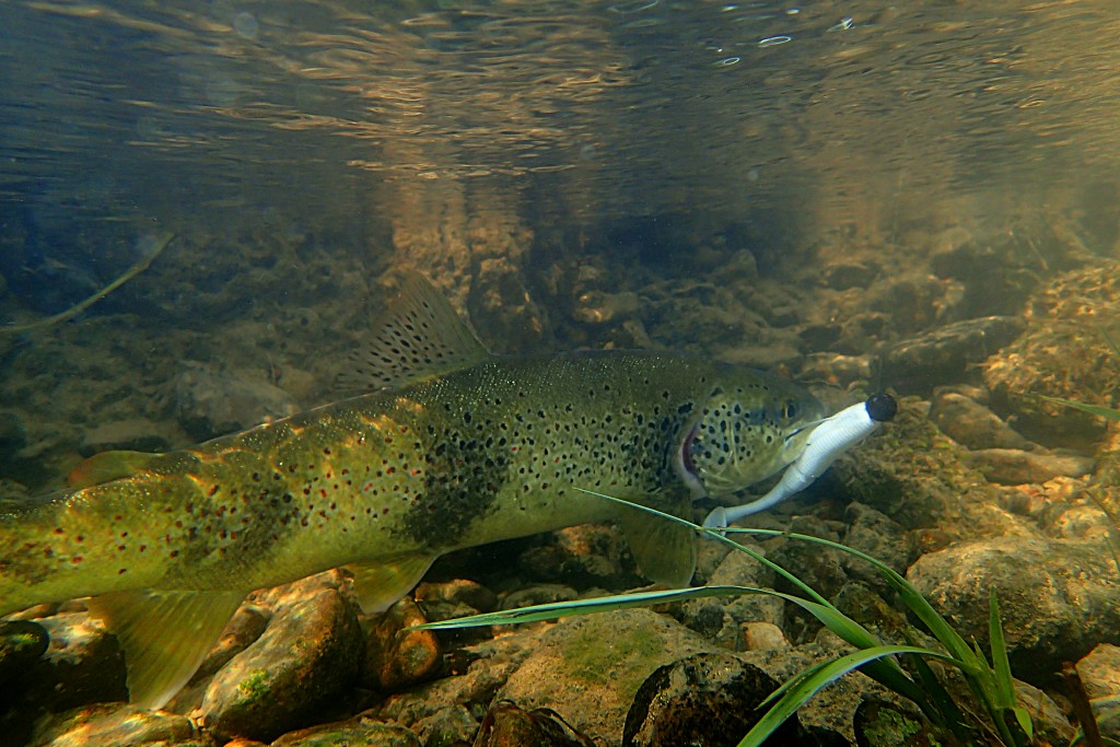 Truite : patterns d’ouverture - SAKURA-Fishing