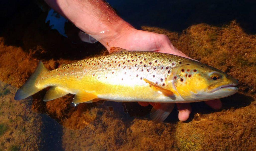 Truites en Pyrénées espagnoles (partie 2) - SAKURA-Fishing