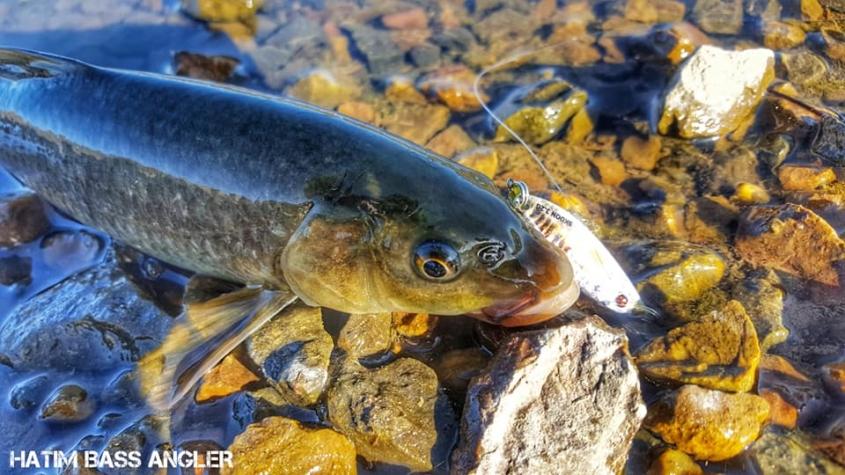 Le barbeau, une torpille d'eau douce ! - SAKURA-Fishing