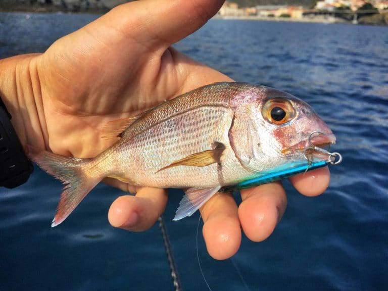 Rock Fishing is not dead ! - SAKURA-Fishing