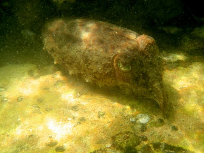 Pêcher la Seiche et le Calamar - SAKURA-Fishing